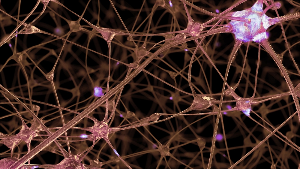 Scientists grow key brain cells damaged in MND and spinal injuries